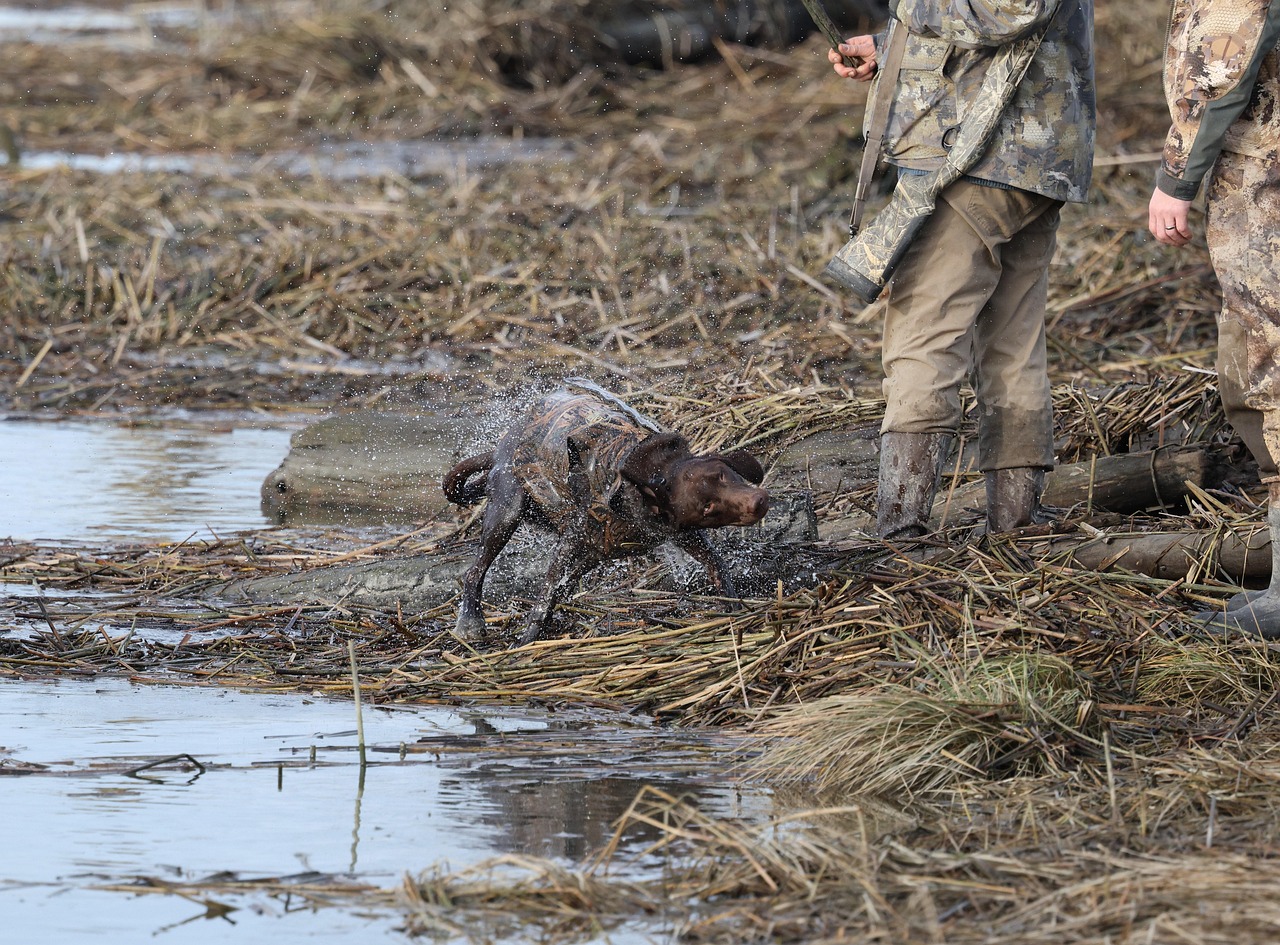 Dog Hunting Water - Free photo on Pixabay