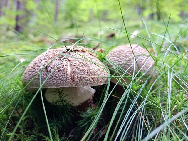 Pilz Pilze Natur - Kostenloses Foto auf Pixabay