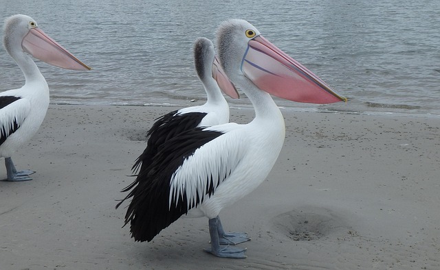 Pelican Australian - Free photo on Pixabay