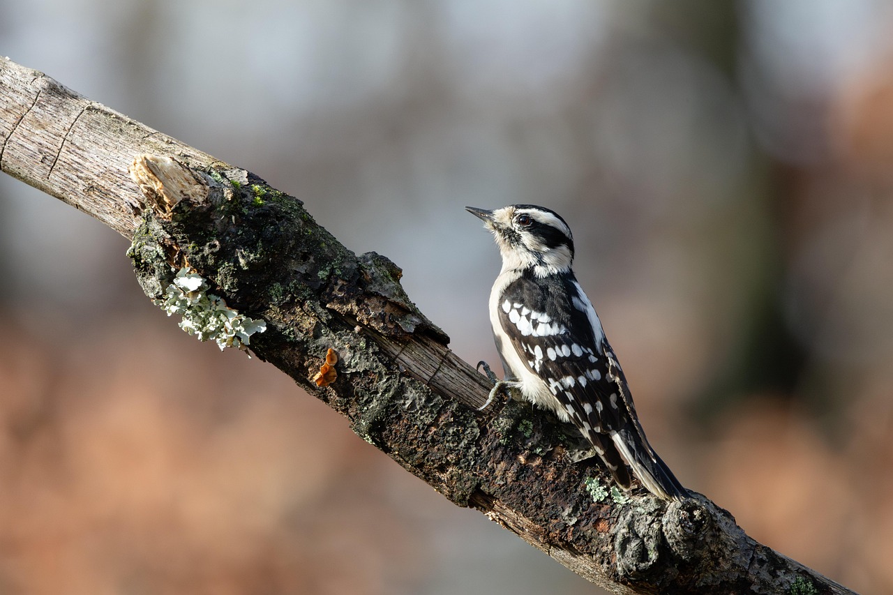 Downy Woodpecker Bird - Free photo on Pixabay