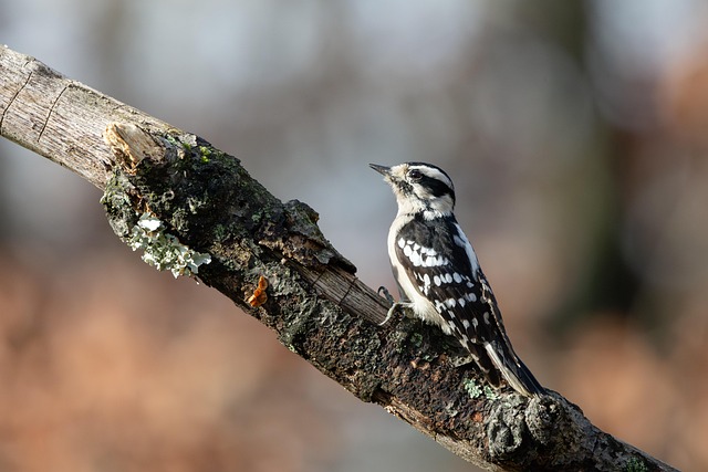 200+ Free Downy Wooepecker & Downy Woodpecker Images - Pixabay