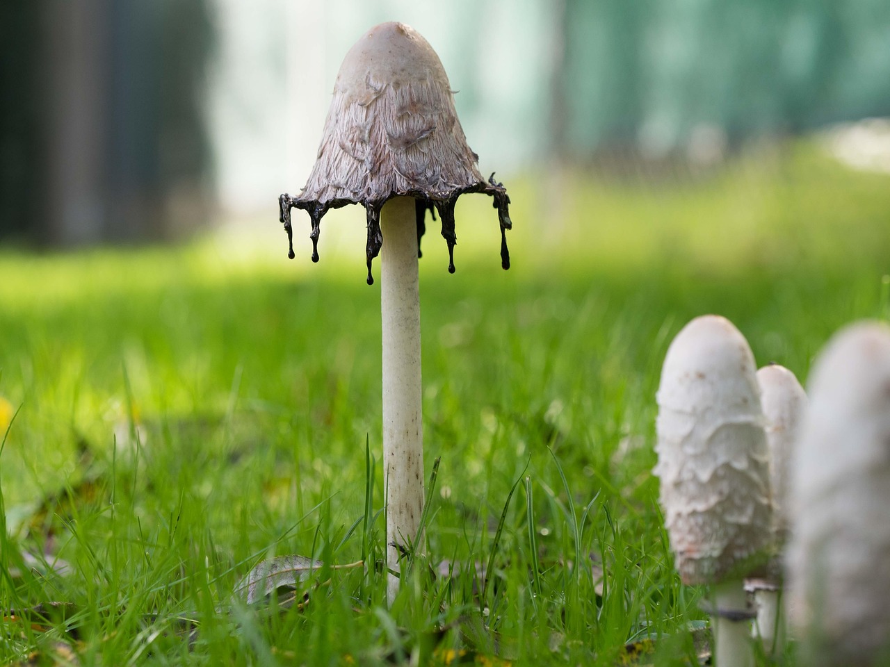 Hongo Comestible Naturaleza - Foto gratis en Pixabay