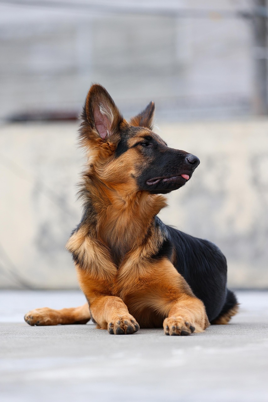 German Shepherd Watch Dog Sheepdog - Free photo on Pixabay