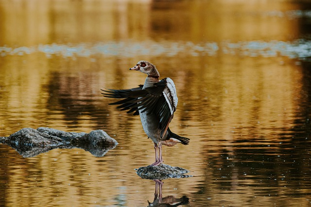 Pássaro Lago Voar - Foto gratuita no Pixabay