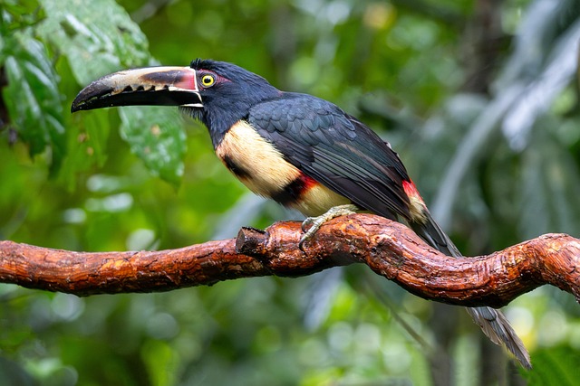 Collared Aracari Toucan Bird - Free photo on Pixabay