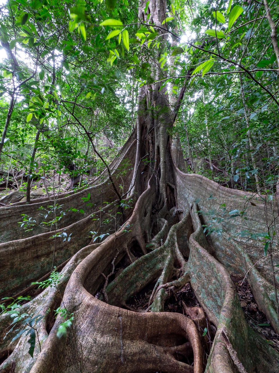Costa Rica Plank Roots Jungle - Free photo on Pixabay