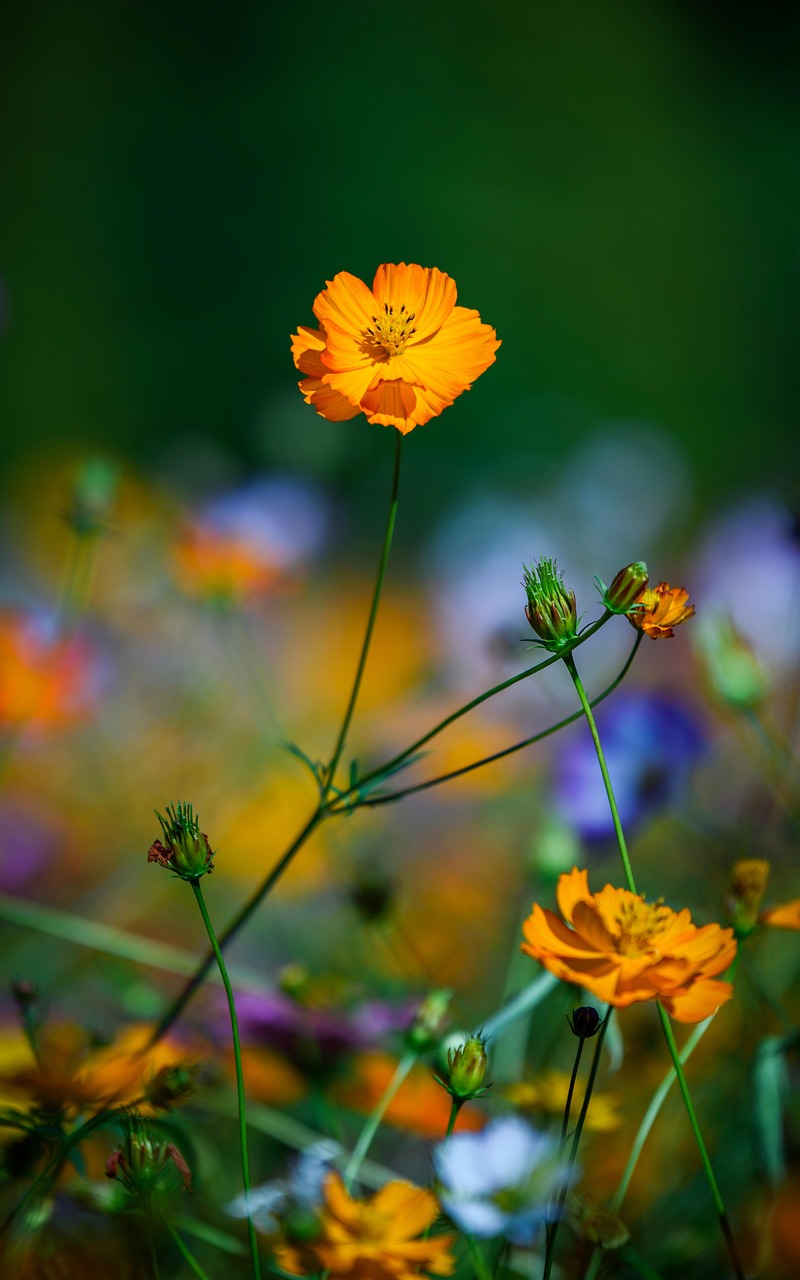 Cosmos Flower Plant Yellow - Free photo on Pixabay