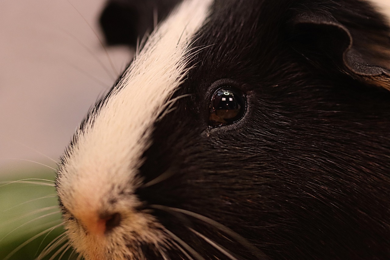 Guinea Pig Rodent Cute - Free photo on Pixabay