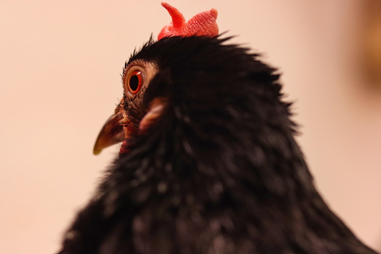 Cochin Huhn Natur - Kostenloses Foto auf Pixabay