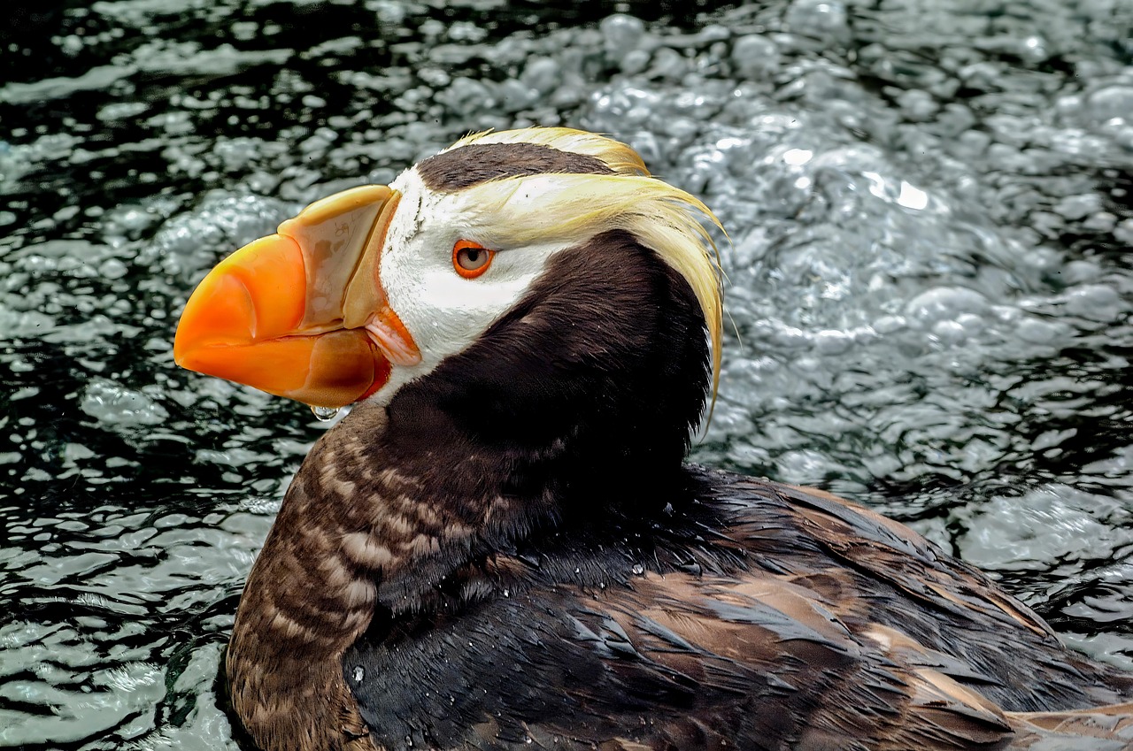 Tufted Puffin Bird Animal - Free photo on Pixabay