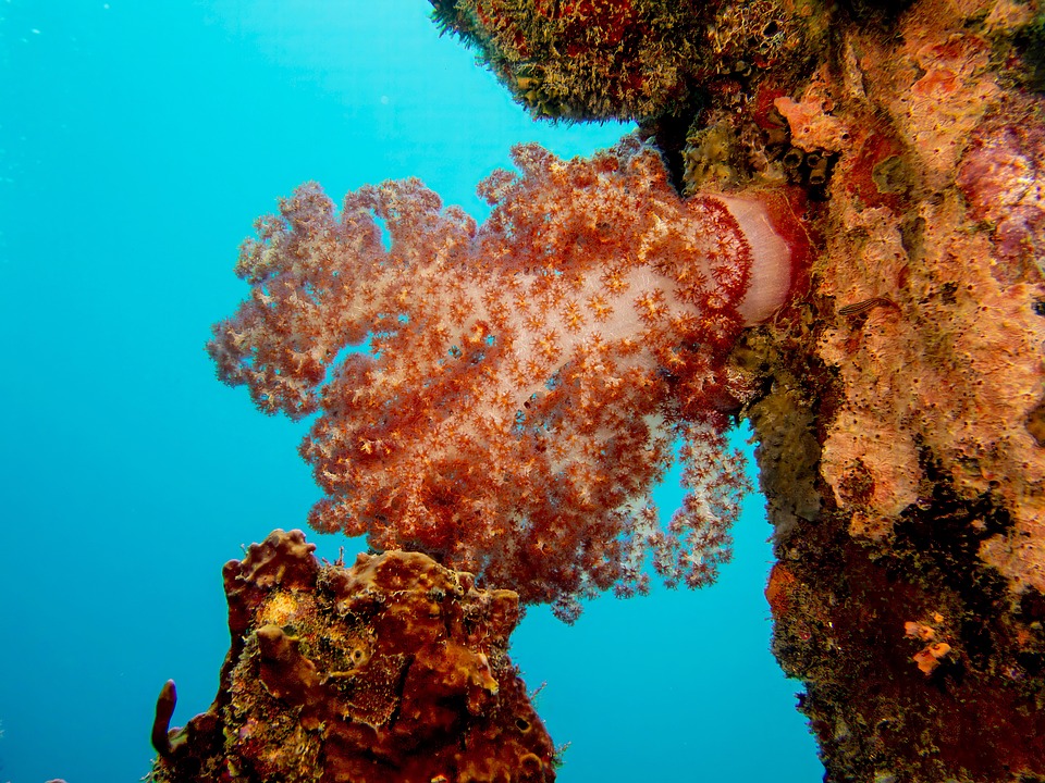 Coral Mole Recife - Foto gratuita no Pixabay