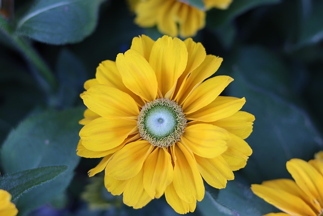 Black Eye Susan Flower Yellow - Free photo on Pixabay
