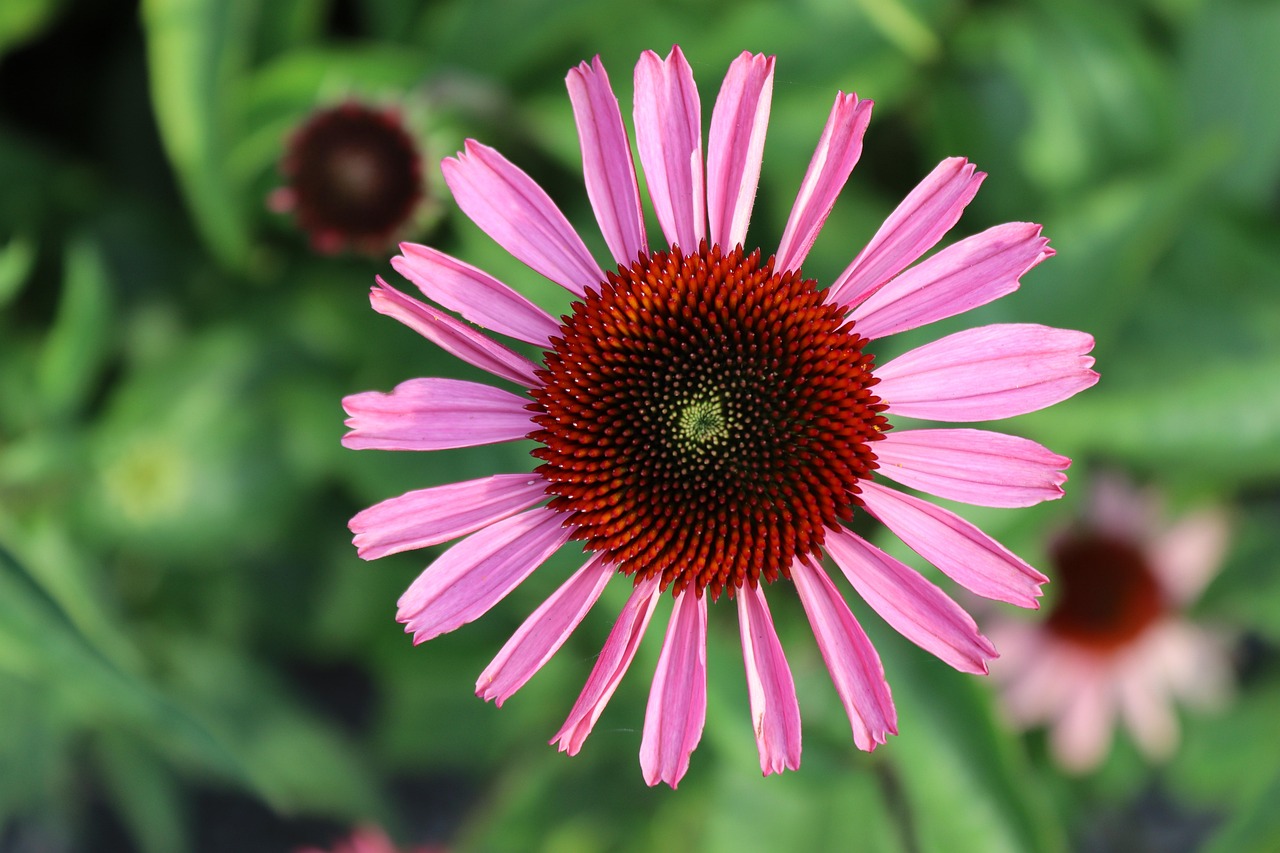 Ruby Star Coneflower Flower Pink - Free photo on Pixabay