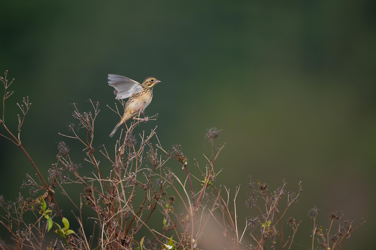 Bird Nature Wildlife - Free photo on Pixabay