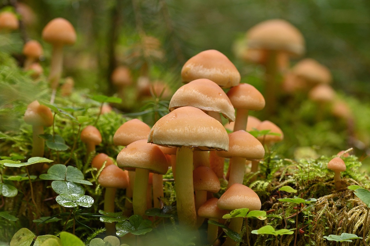 Mushrooms Fall Fungal Science - Free photo on Pixabay