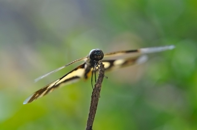 Insects Nature Forest - Free photo on Pixabay