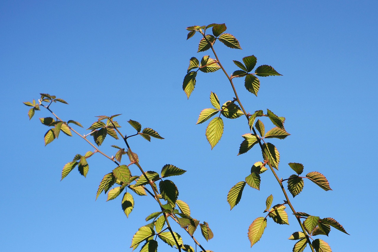 Branch Tree Nature - Free photo on Pixabay