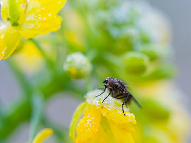 Insect Frost Blossom - Free photo on Pixabay