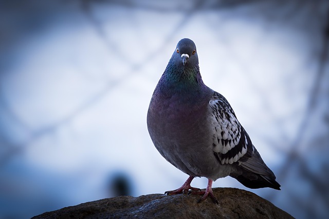 Taube Vogel Tier - Kostenloses Foto auf Pixabay