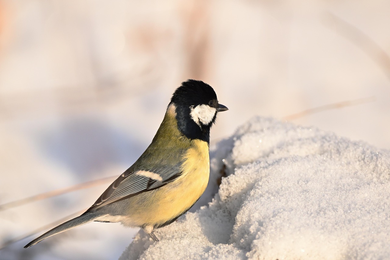 Great Tit Bird Animal - Free photo on Pixabay
