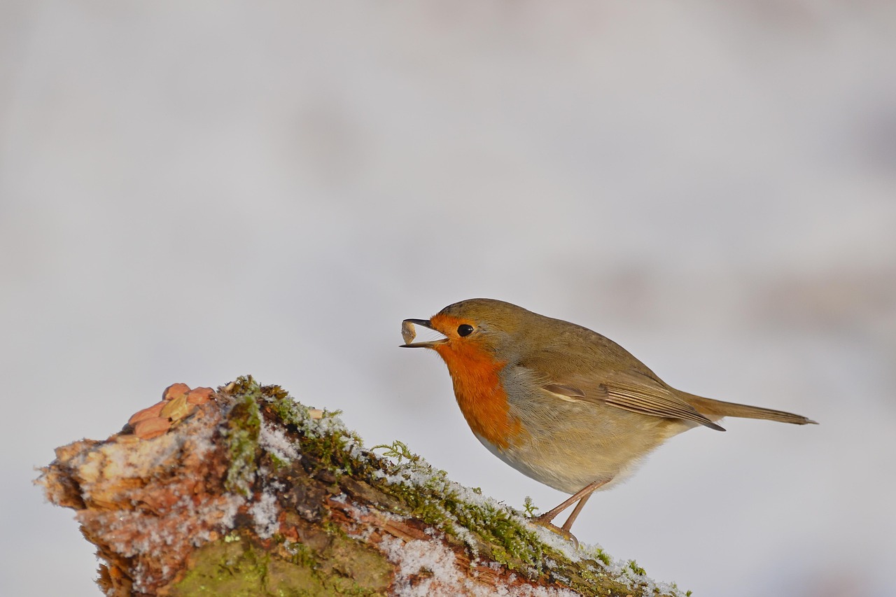 Robin Bird Animal - Free photo on Pixabay