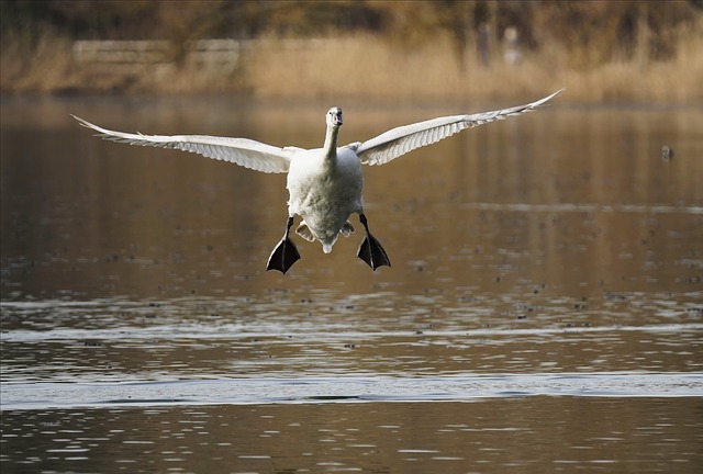 Swan Bird Flying - Free photo on Pixabay