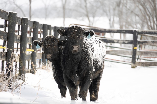 Cattle Cows Winter - Free photo on Pixabay