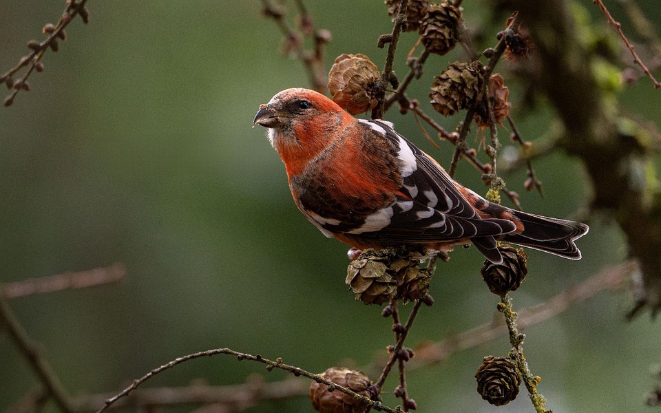 Crossbill Bird Latvia - Free photo on Pixabay