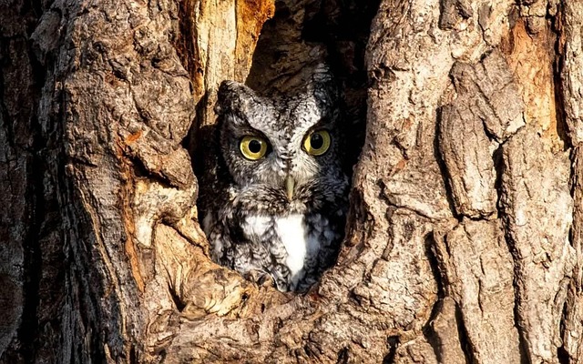 Hibou Creux Arbre - Photo gratuite sur Pixabay