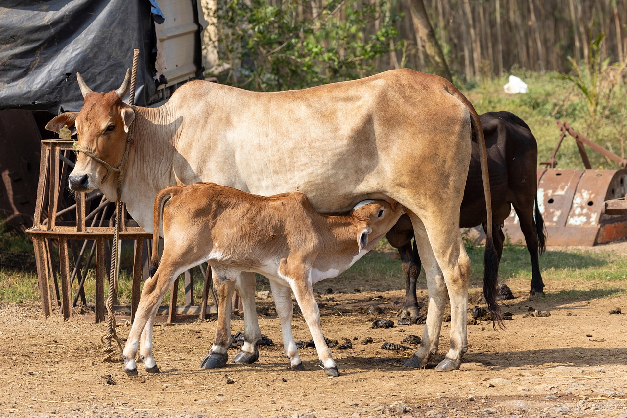 Cow Cattle Calf - Free photo on Pixabay
