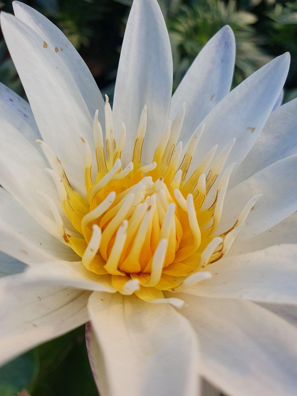 La Nature Pollen Lotus - Photo gratuite sur Pixabay
