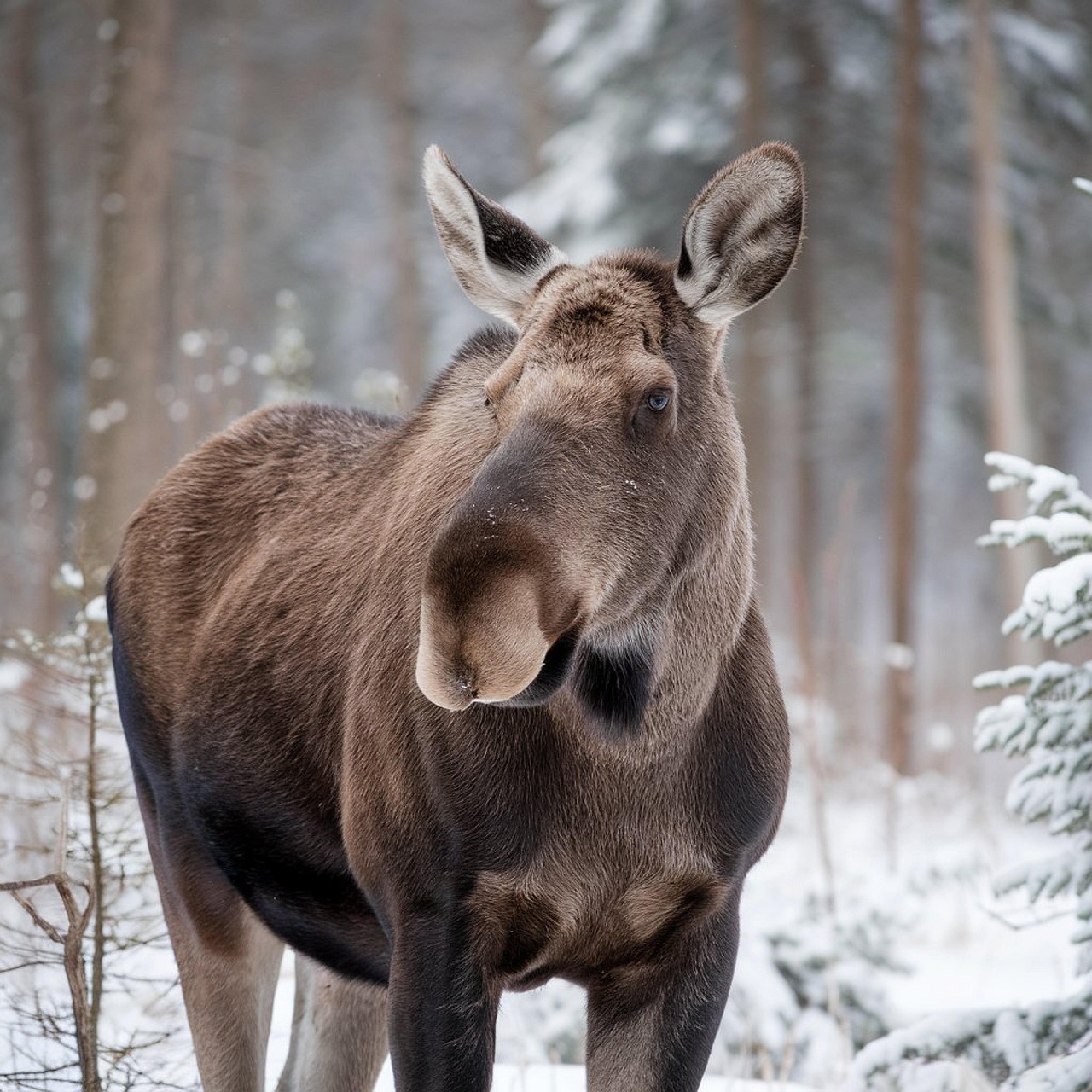 Moose Animal Mammal - Free photo on Pixabay