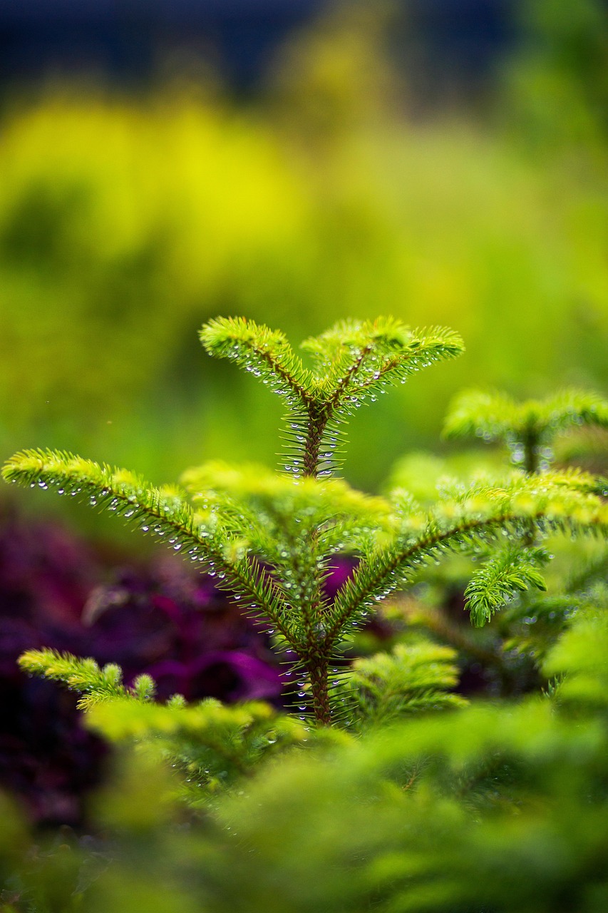 Plant Nature Green - Free photo on Pixabay