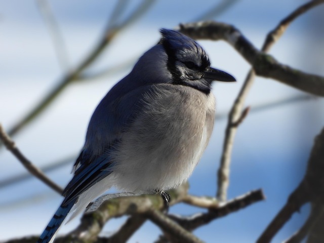 Northern Blue Jay American - Free photo on Pixabay
