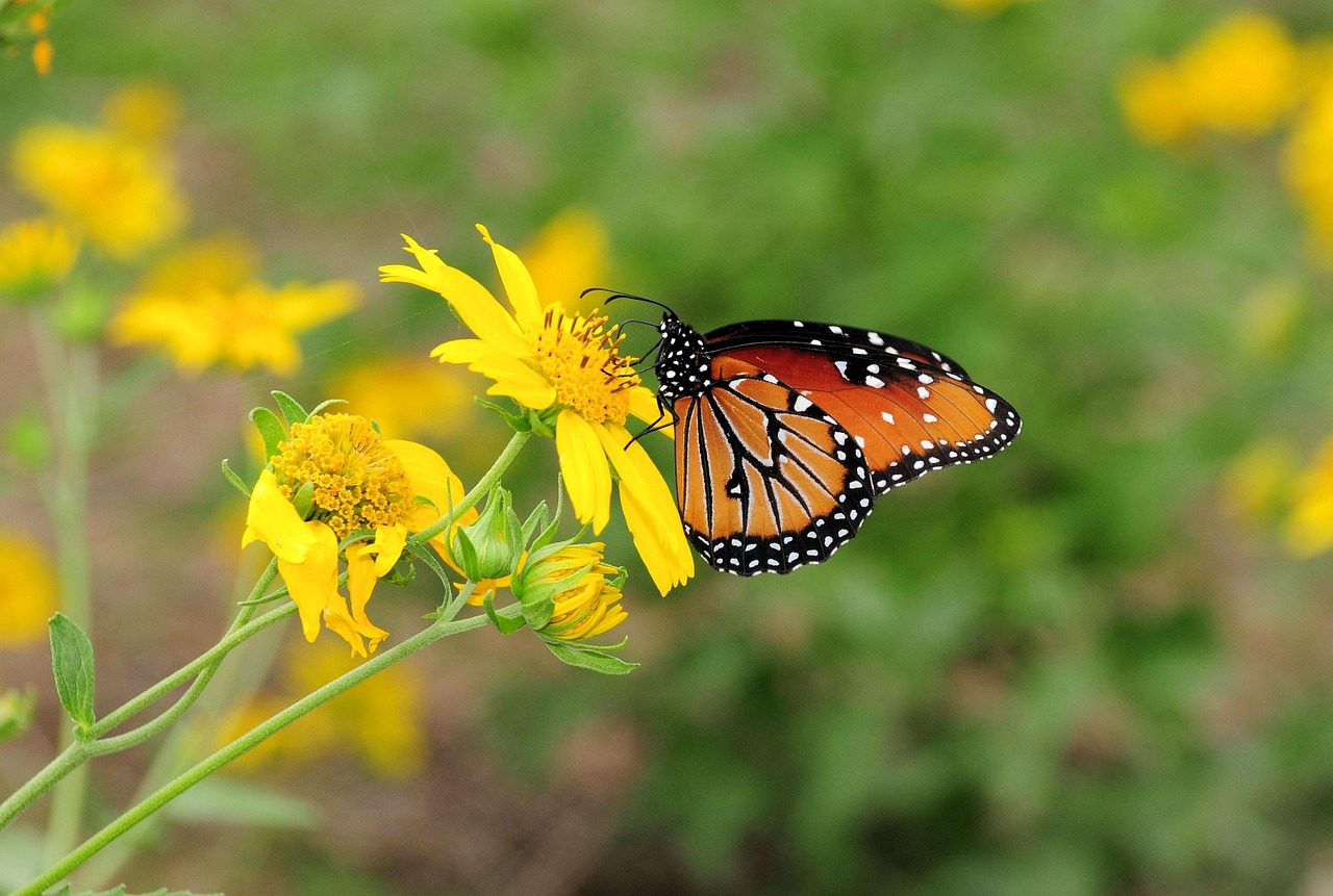 Butterfly Nature Insect - Free photo on Pixabay