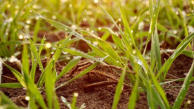 Download Meadow, Dew, Dewdrop. Royalty-Free Stock Illustration Image ...