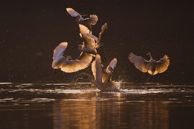 Birds Wildlife Ornithology - Free photo on Pixabay