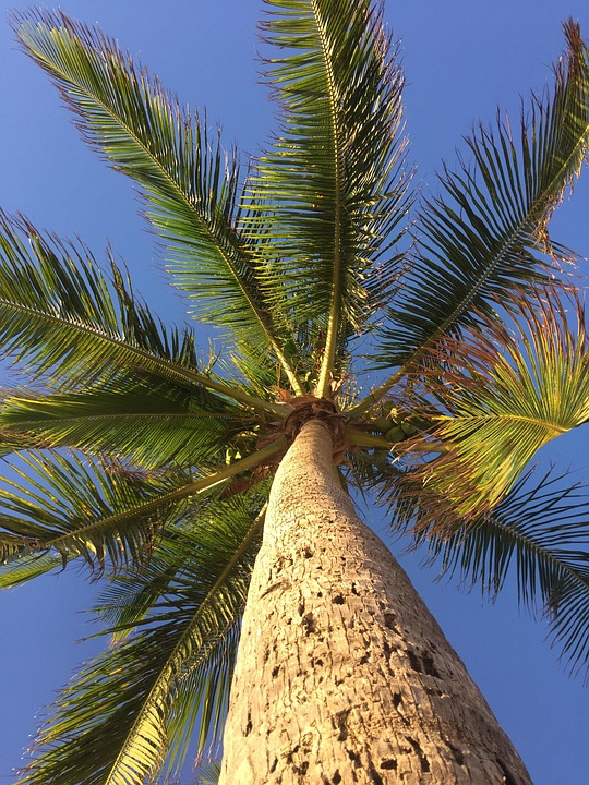 Palm Nature Tropical - Free photo on Pixabay