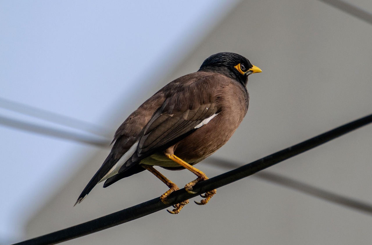 Myna Bird Animal - Free photo on Pixabay