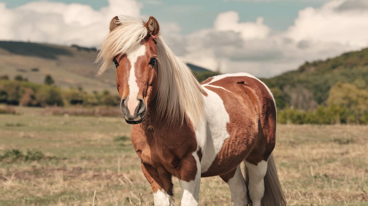 Download Pony, Horse, Animal. Royalty-Free Stock Illustration Image ...