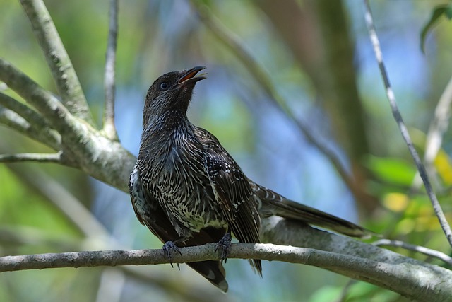 Little Wattlebird Bird Animal - Free photo on Pixabay