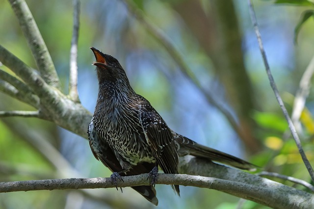 Little Wattlebird Bird Nature - Free photo on Pixabay
