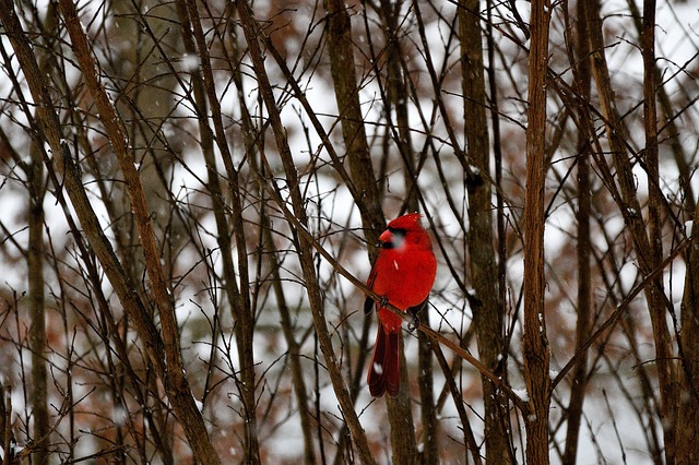 Red Cardinal Bird Nature - Free photo on Pixabay