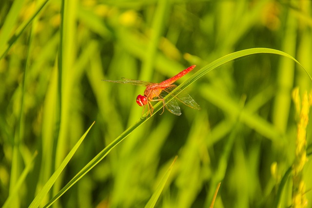 Libellule Insecte Roseaux - Photo gratuite sur Pixabay