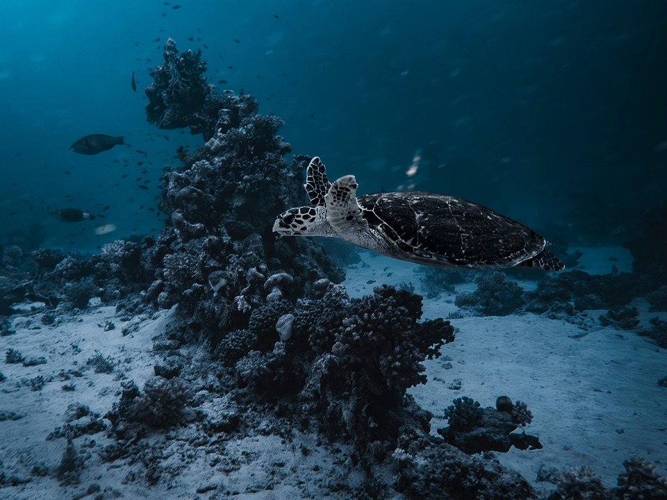 Sea Turtle Underwater Dive - Free photo on Pixabay