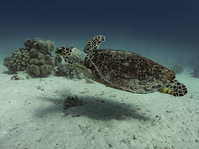 Turtle Animal Reptile Sea - Free photo on Pixabay