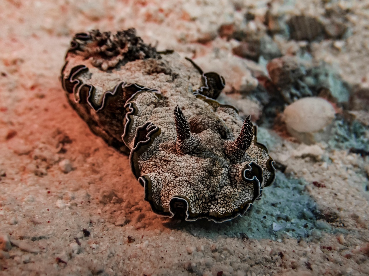 Sea Snail Nudibranch Underwater - Free photo on Pixabay
