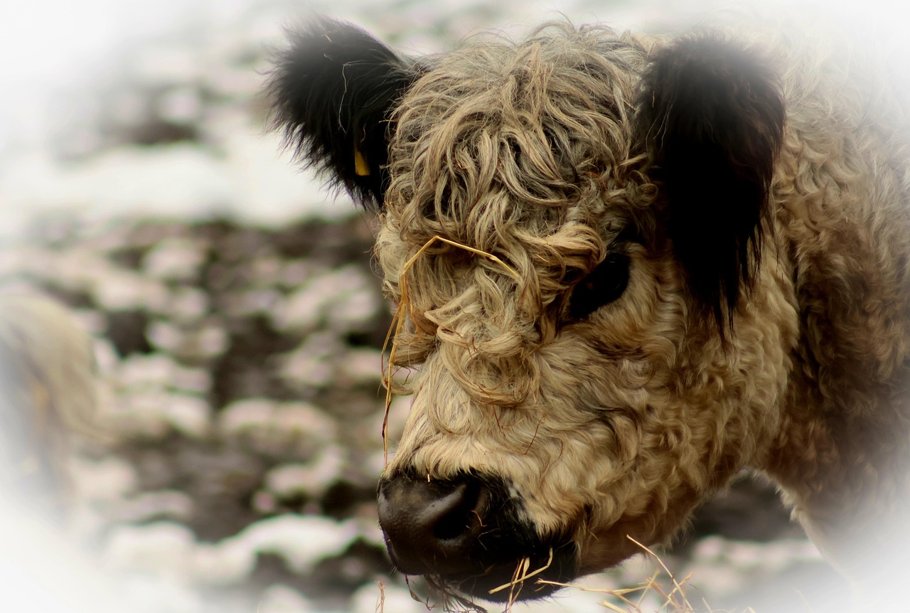 Galloway Cattle Cow - Free photo on Pixabay