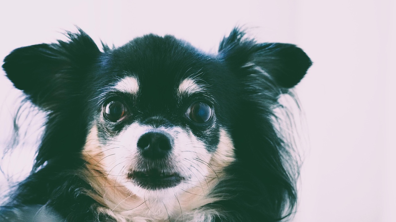 800+ gratis fotos af Chihuahua og Dyr - Pixabay