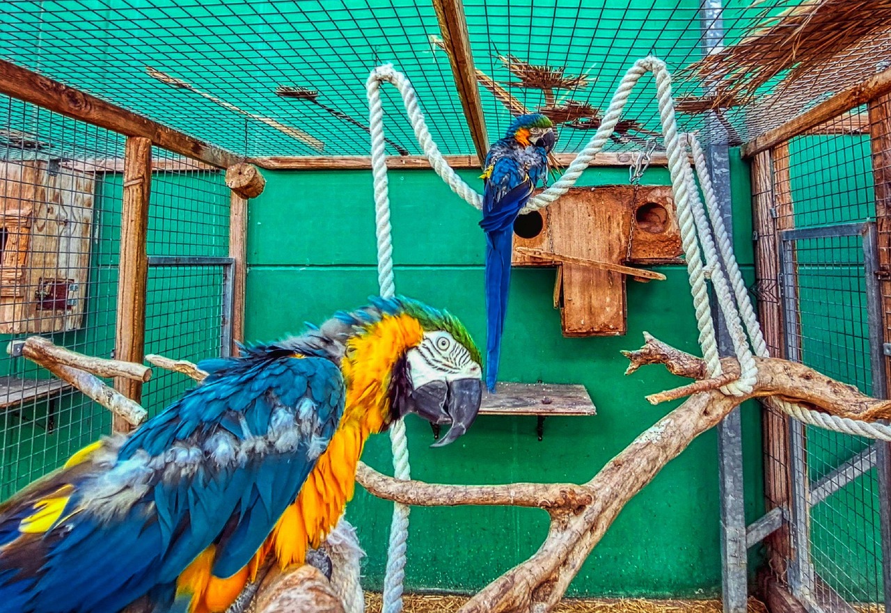 Nature Parrot Birds - Free photo on Pixabay